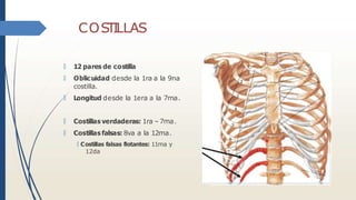 PARED TORACICA-1.pptx