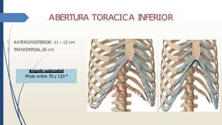 PARED TORACICA-1.pptx