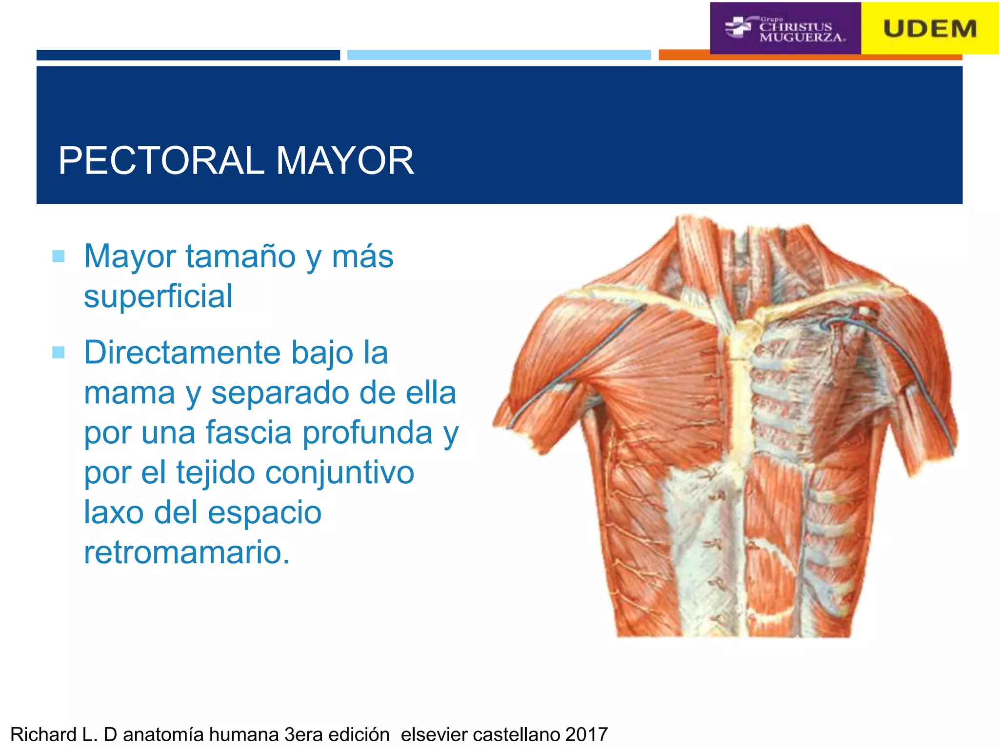 Pared toracica y pleura | PPT