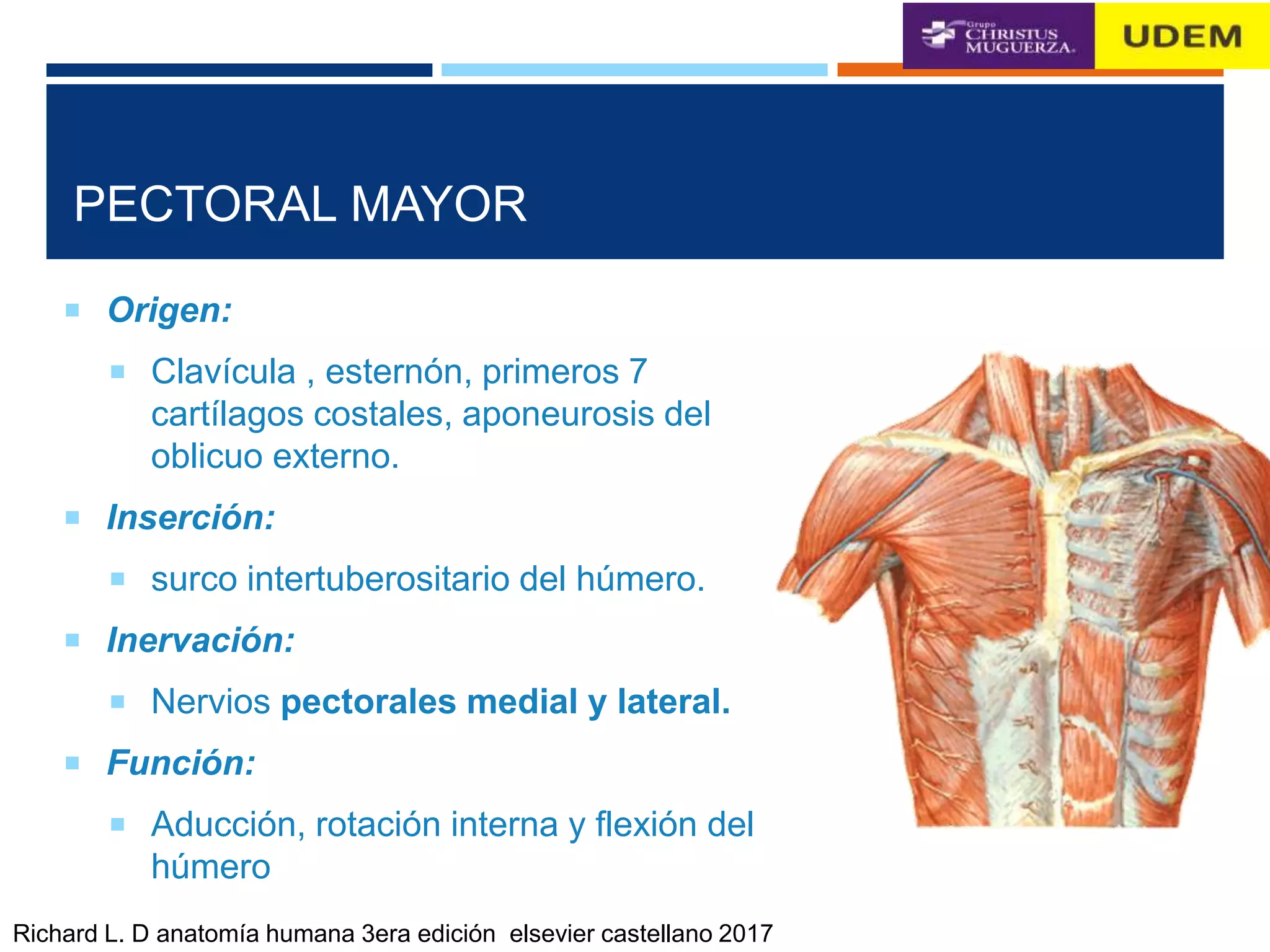 Pared toracica y pleura | PPT