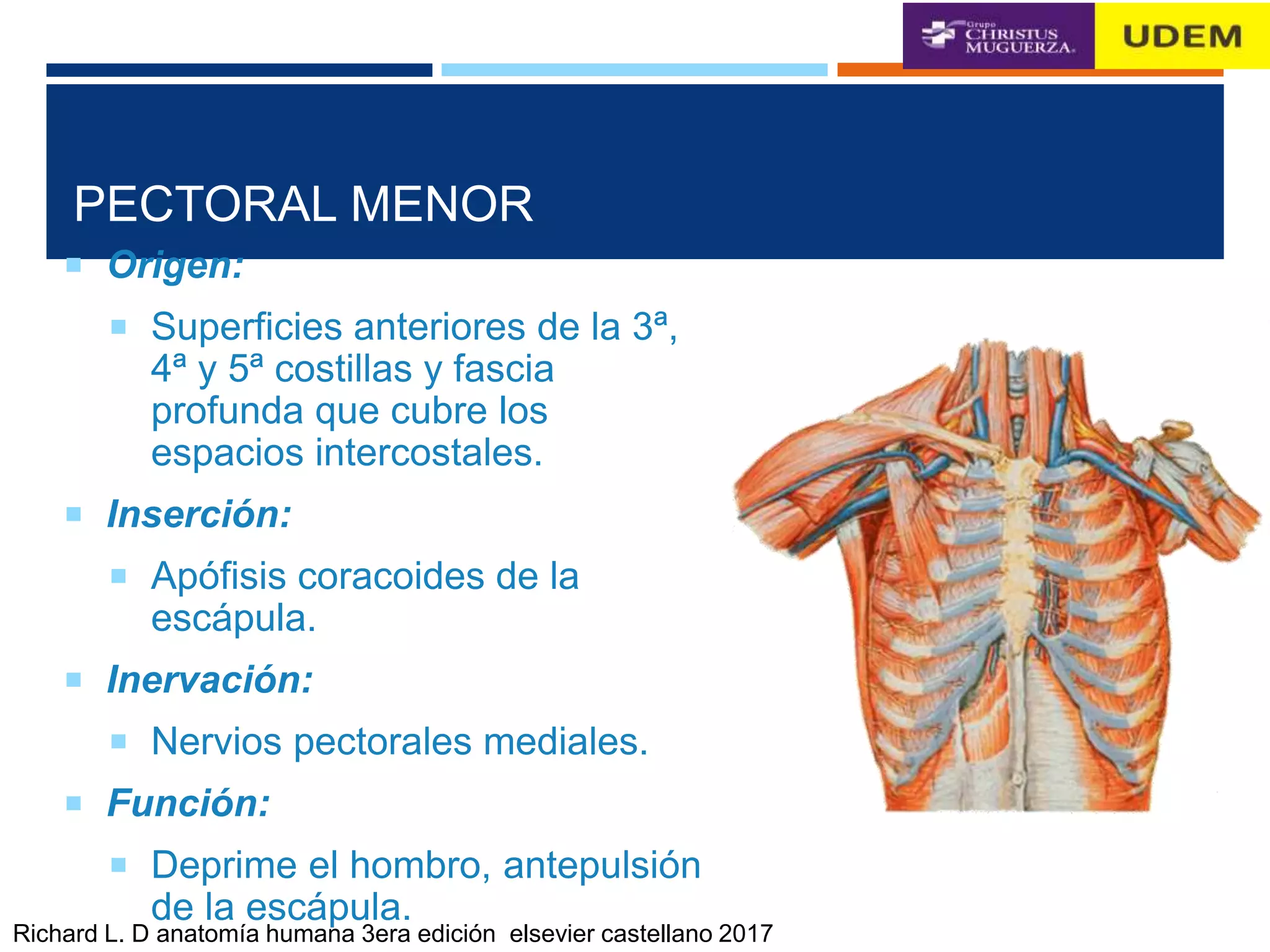 Pared toracica y pleura | PPT