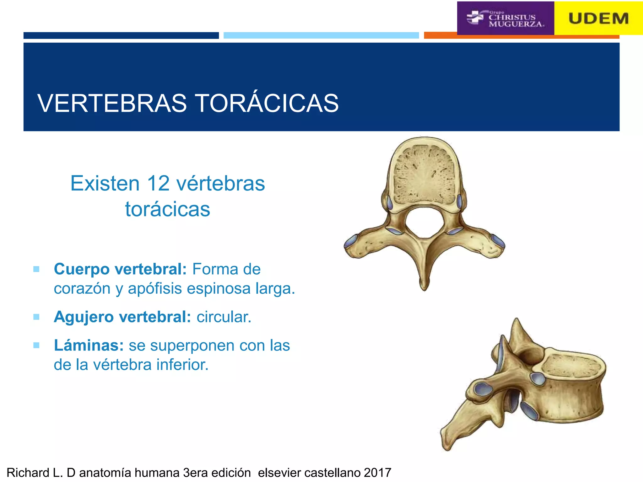 Pared toracica y pleura | PPT