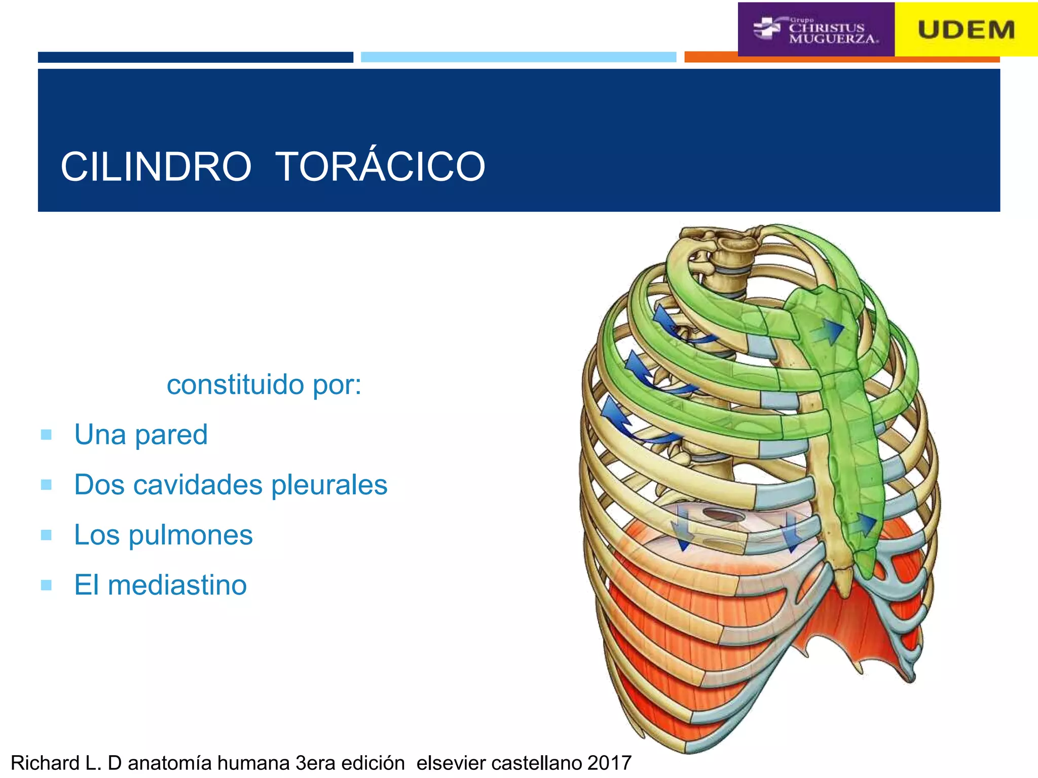 Pared toracica y pleura | PPT