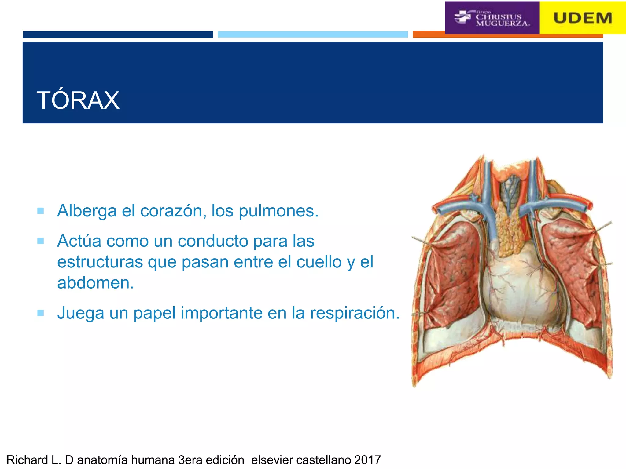 Pared toracica y pleura | PPT