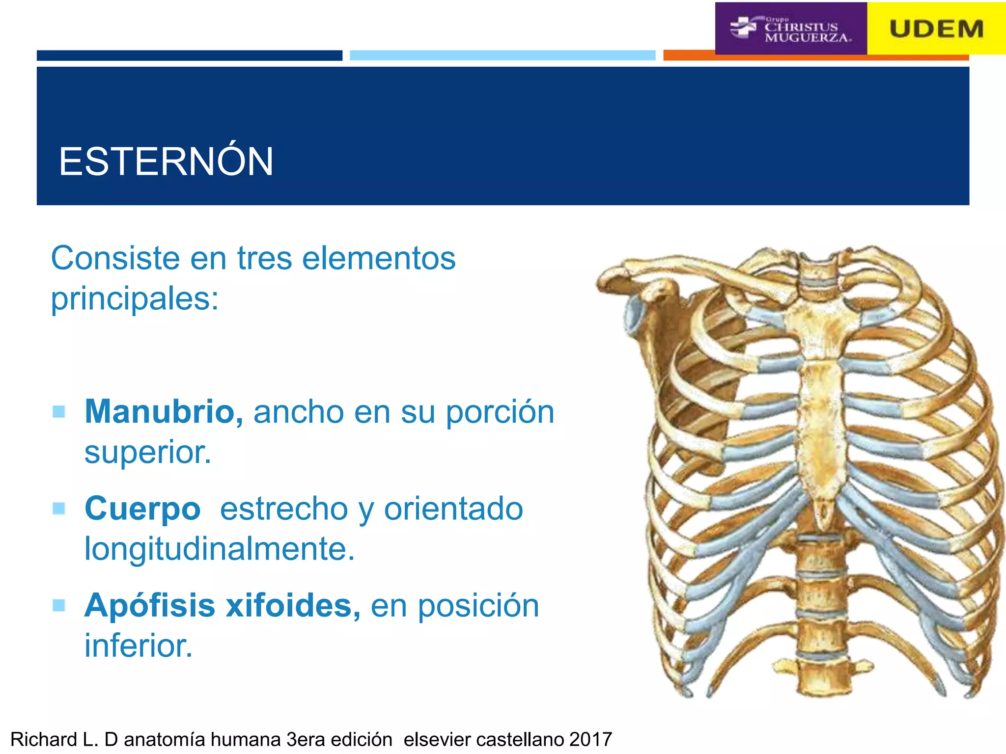 Pared toracica y pleura | PPT