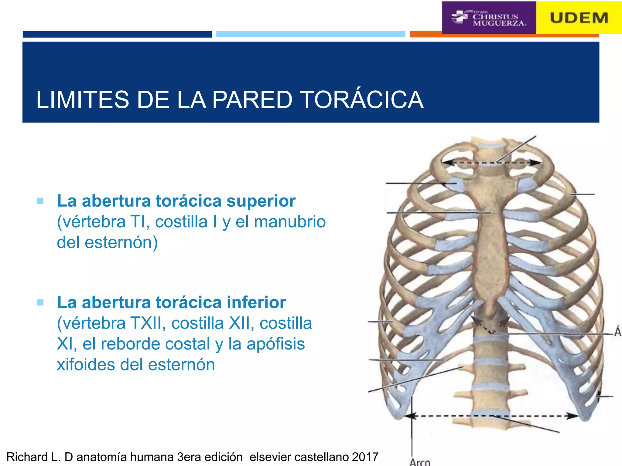 Pared toracica y pleura | PPT