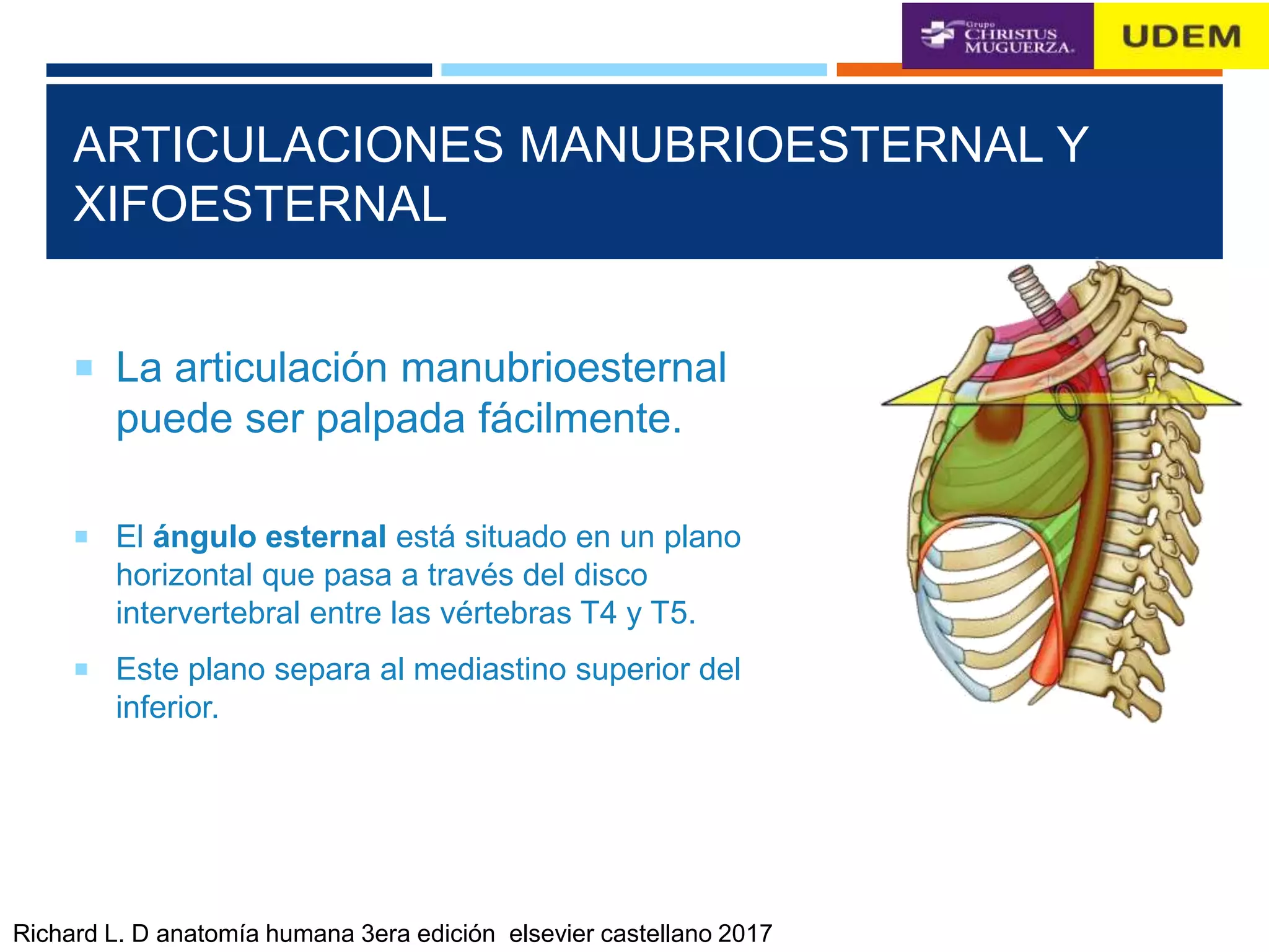 Pared toracica y pleura | PPT