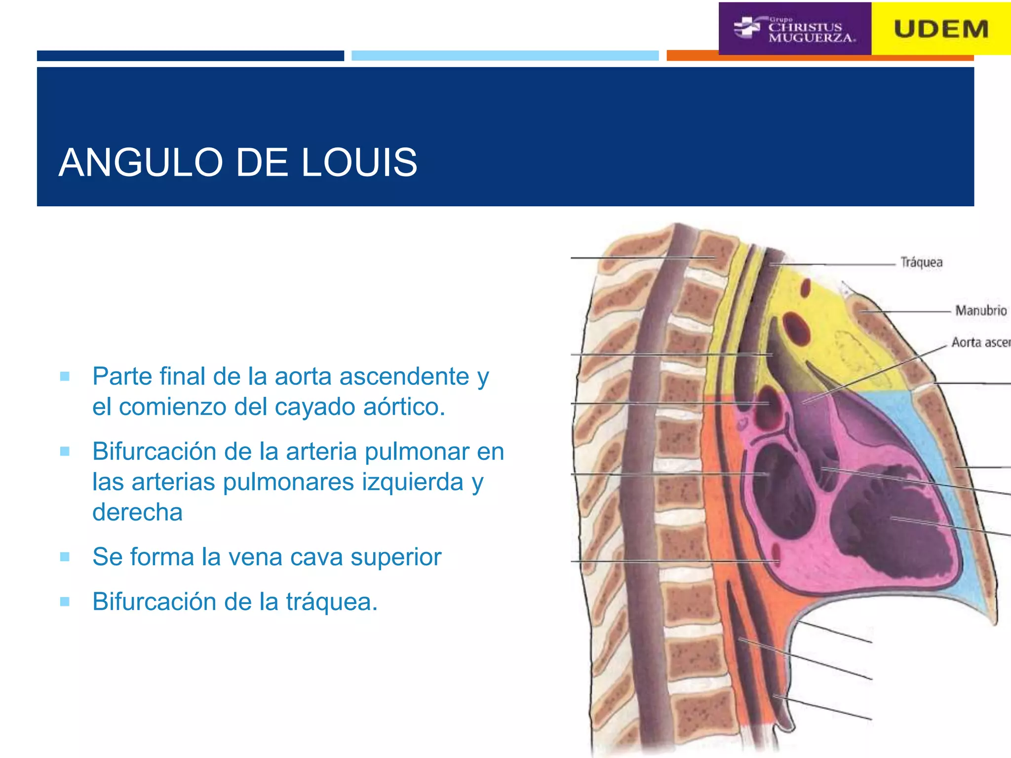 Pared toracica y pleura | PPT