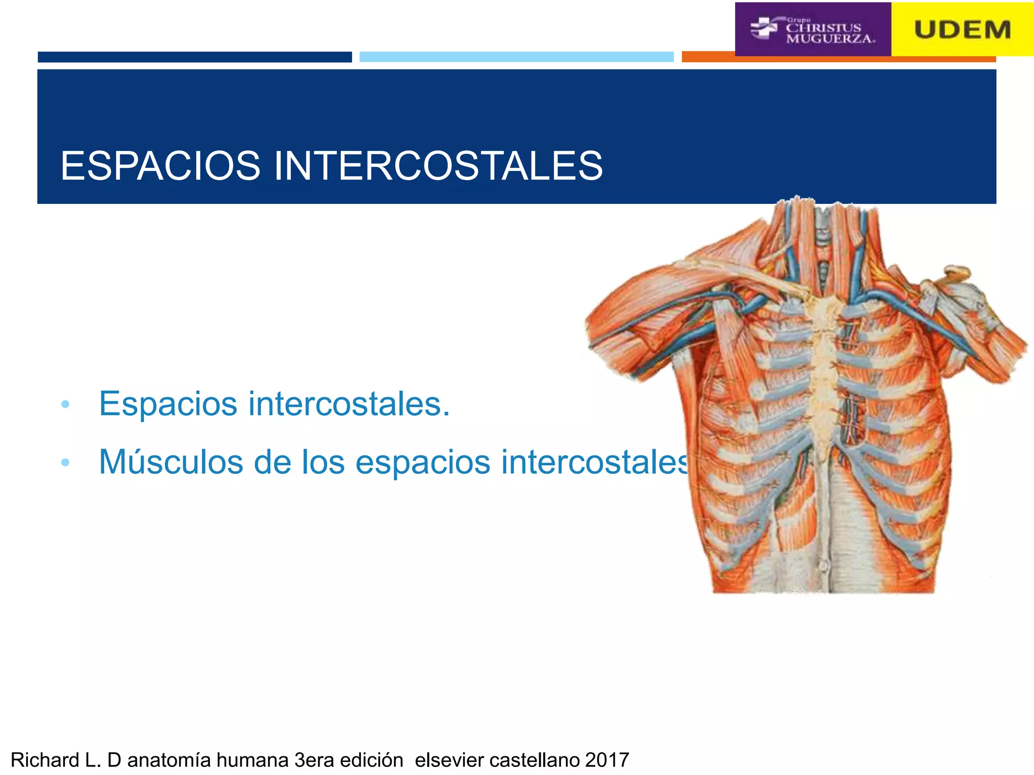 Pared toracica y pleura | PPT