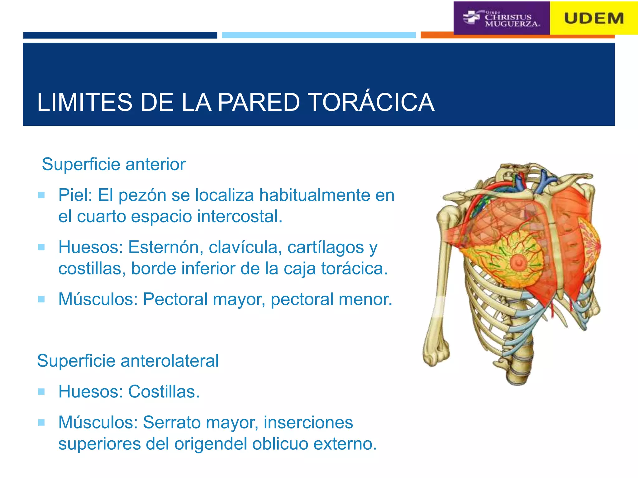 Pared toracica y pleura | PPT
