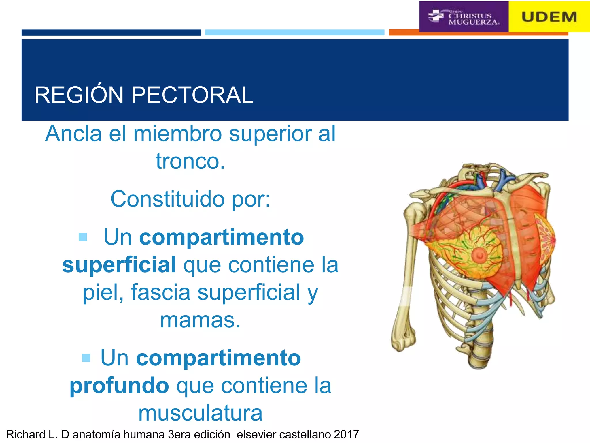 Pared toracica y pleura | PPT