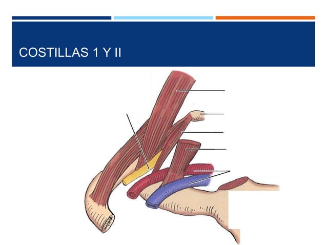 Pared toracica y pleura | PPT