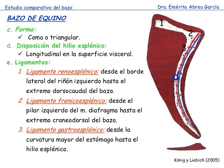 Pared y cavidad abdominal comparada