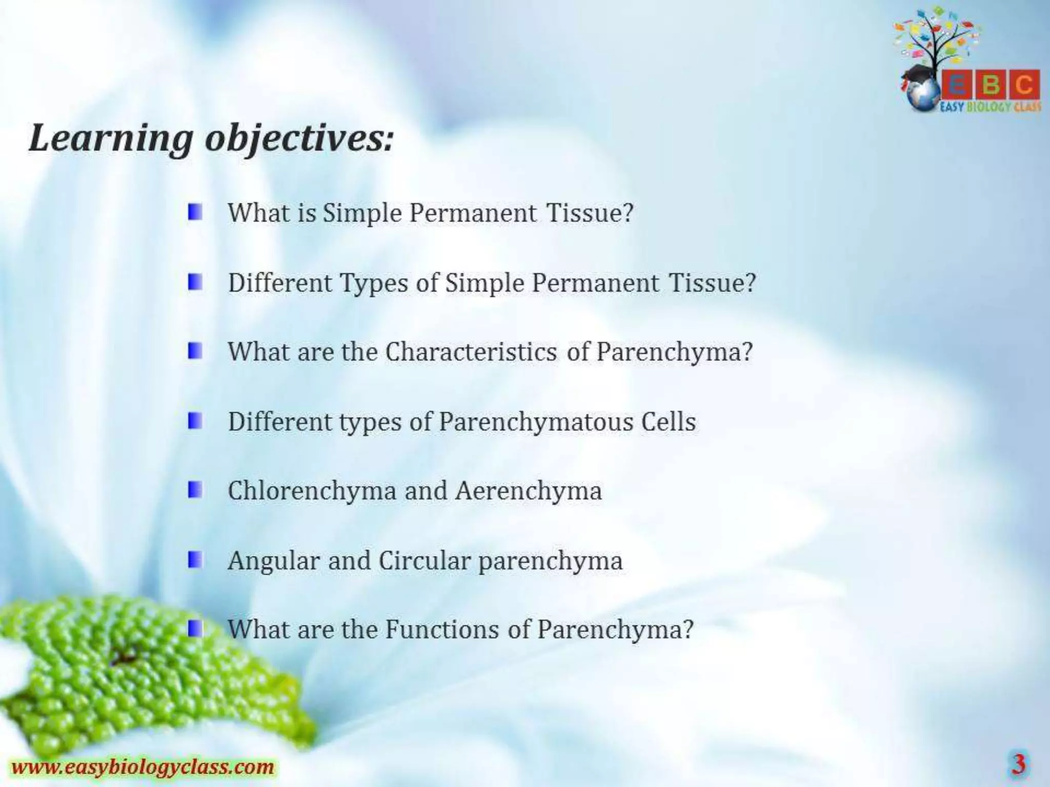 Parenchyma structure-and-classification-ppt | PPTX
