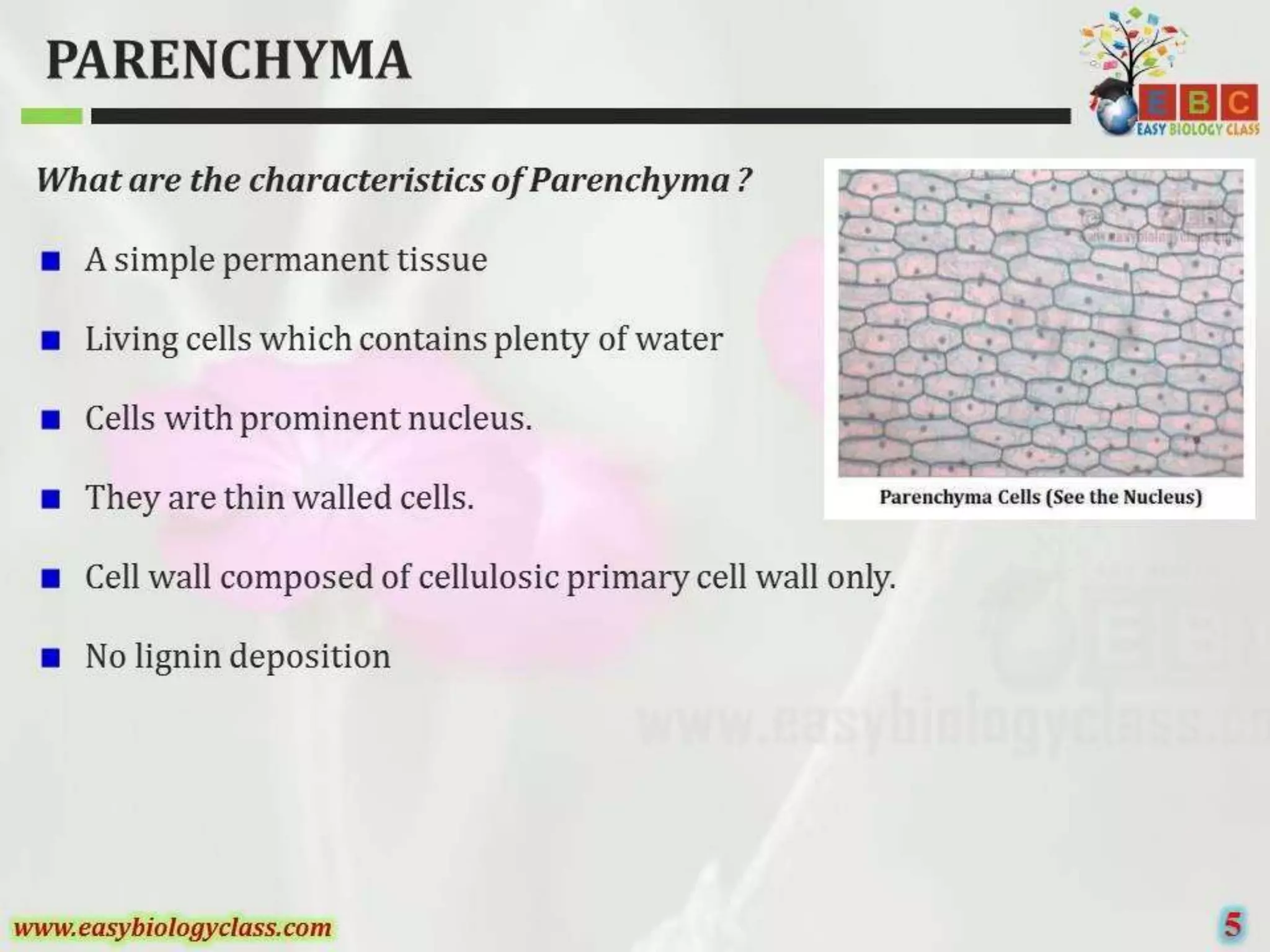 Parenchyma structure-and-classification-ppt | PPTX