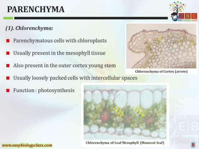Parenchyma structure-and-classification-ppt | PPTX
