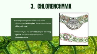 Parenchyma And Collenchyma Tissue In Plants Pdf