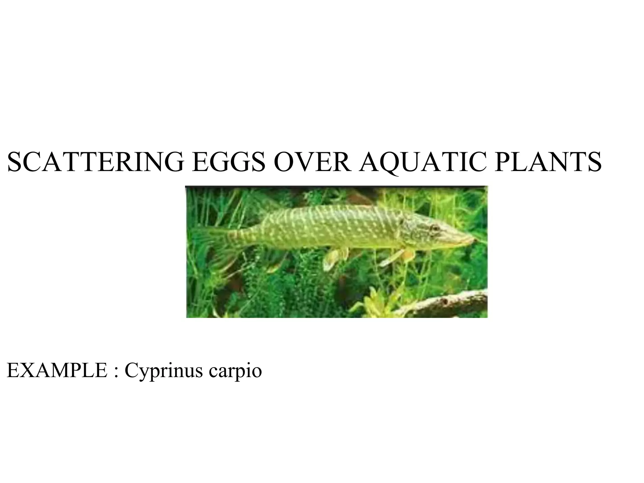 parental-care-fishes.ppthhbb | PPT