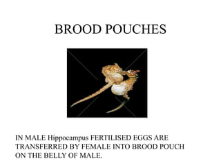 parental-care-fishes.ppthhbb | PPT