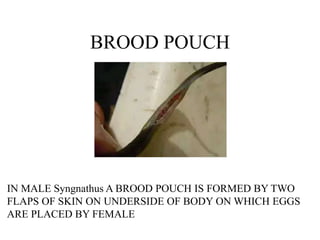 parental-care-fishes.ppthhbb | PPT