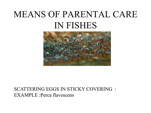 parental-care-fishes.ppthhbb | PPT
