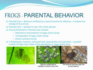 Parental behavior of frogs | PPTX