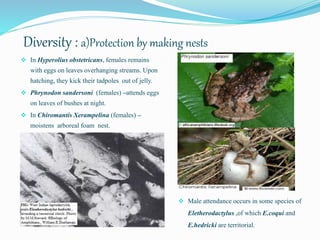 Parental behavior of frogs | PPTX