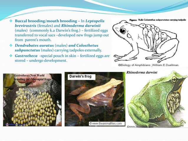Parental behavior of frogs | PPTX