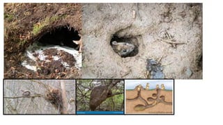 Parental Care and Nest Building in Animals: A Comprehensive Study of ...