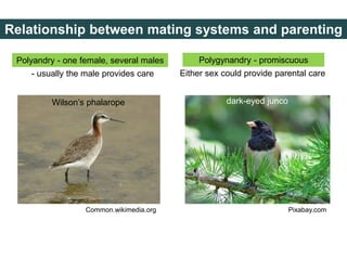 parental care conflict................ pdf | PDF