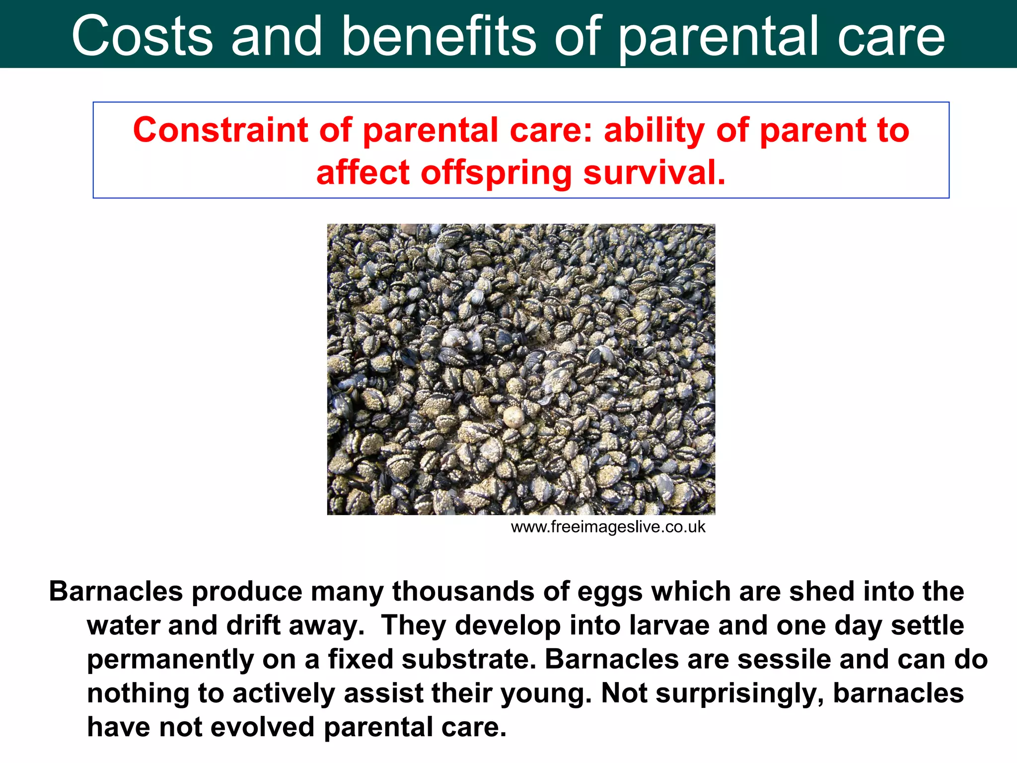 Parental care, and parent-offspring conflict | PDF