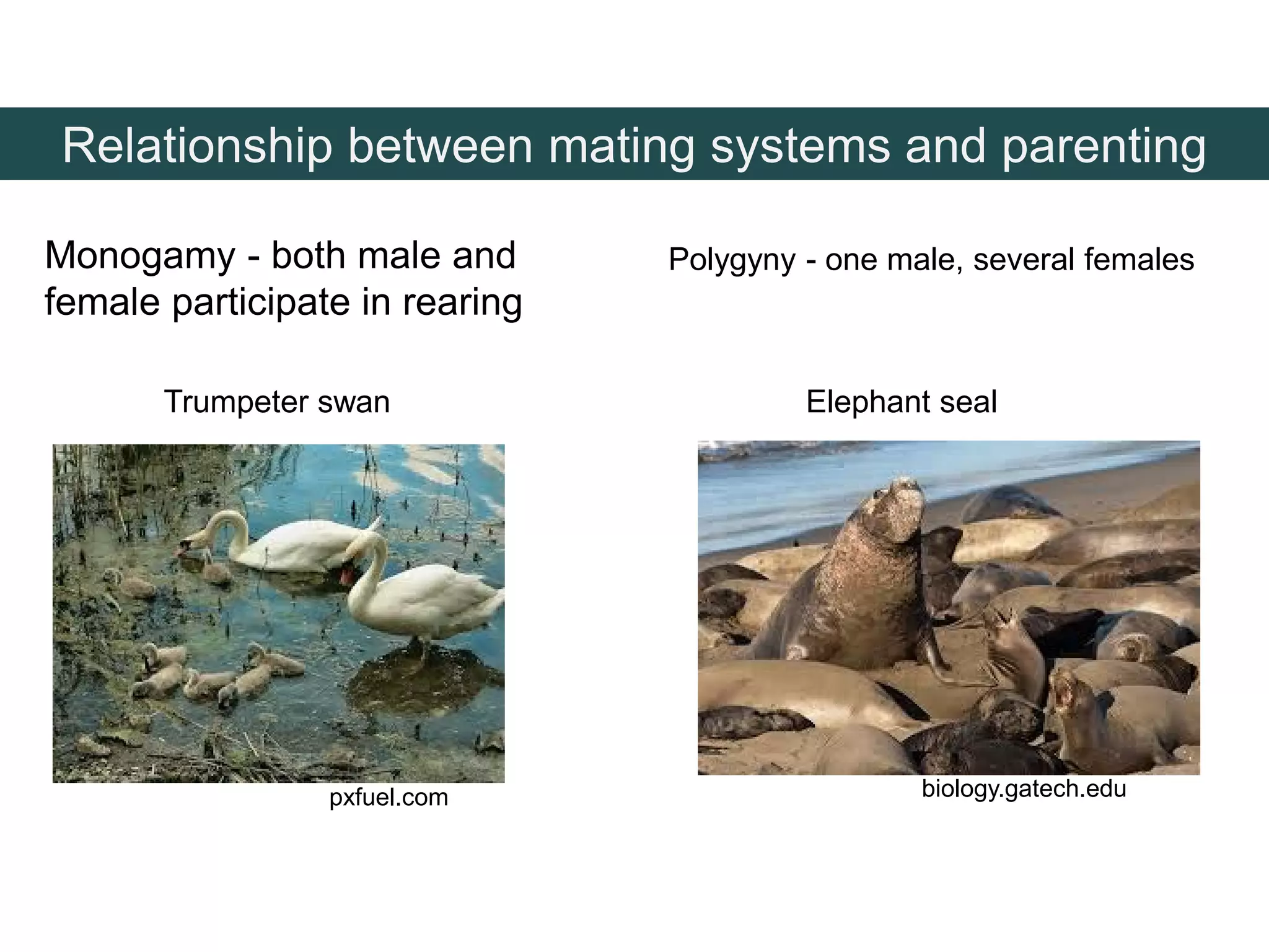 Parental care, and parent-offspring conflict | PDF