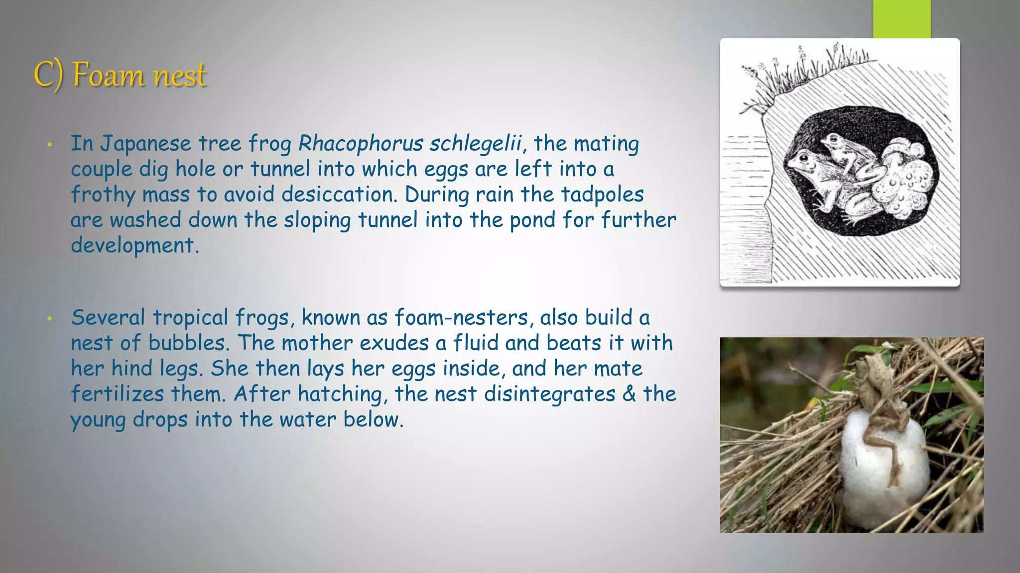 Parental care in amphibia | PPTX