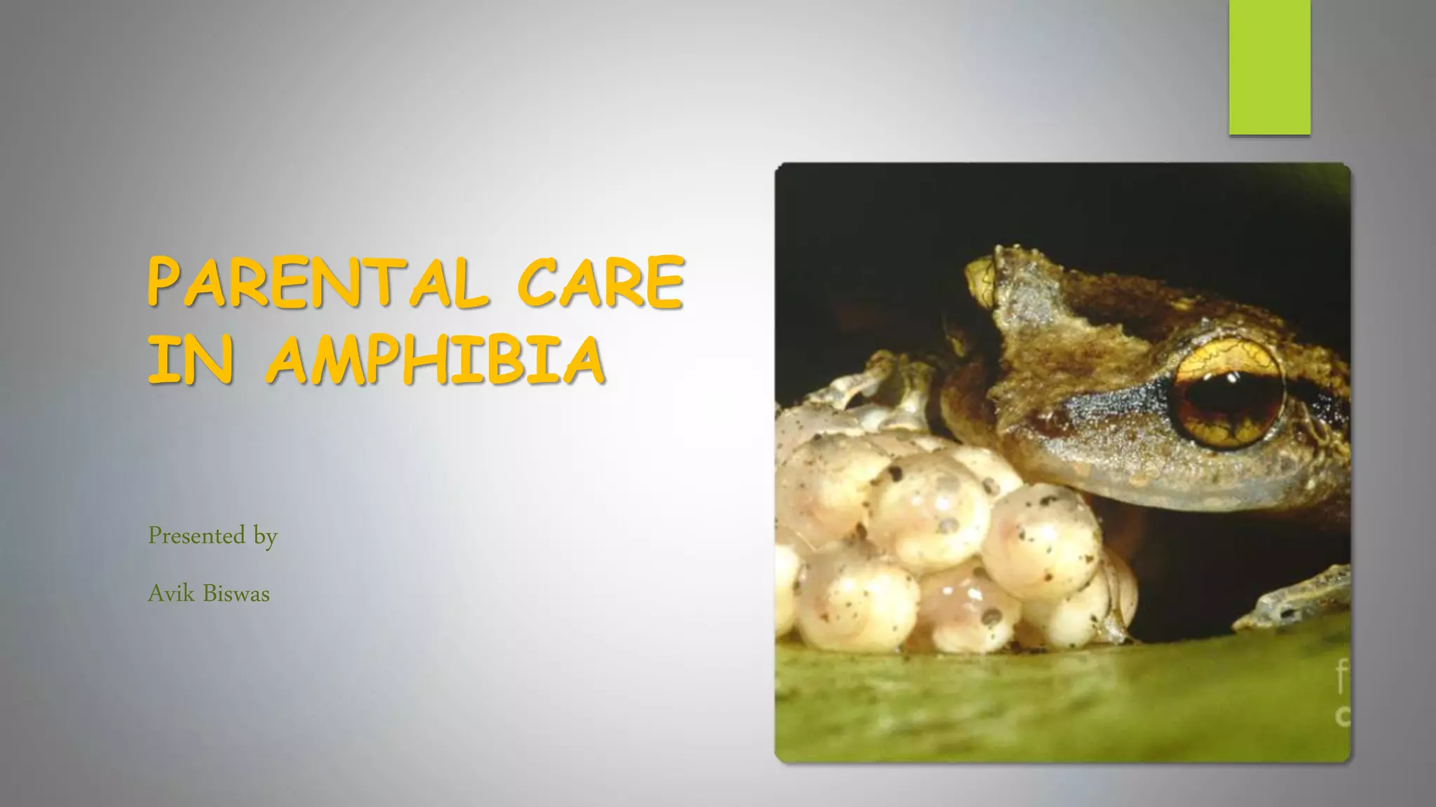 Parental care in amphibia | PPT