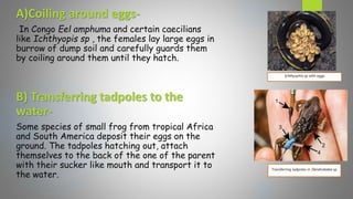 Parental care in amphibia | PPTX