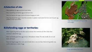 Parental care in amphibia | PPTX