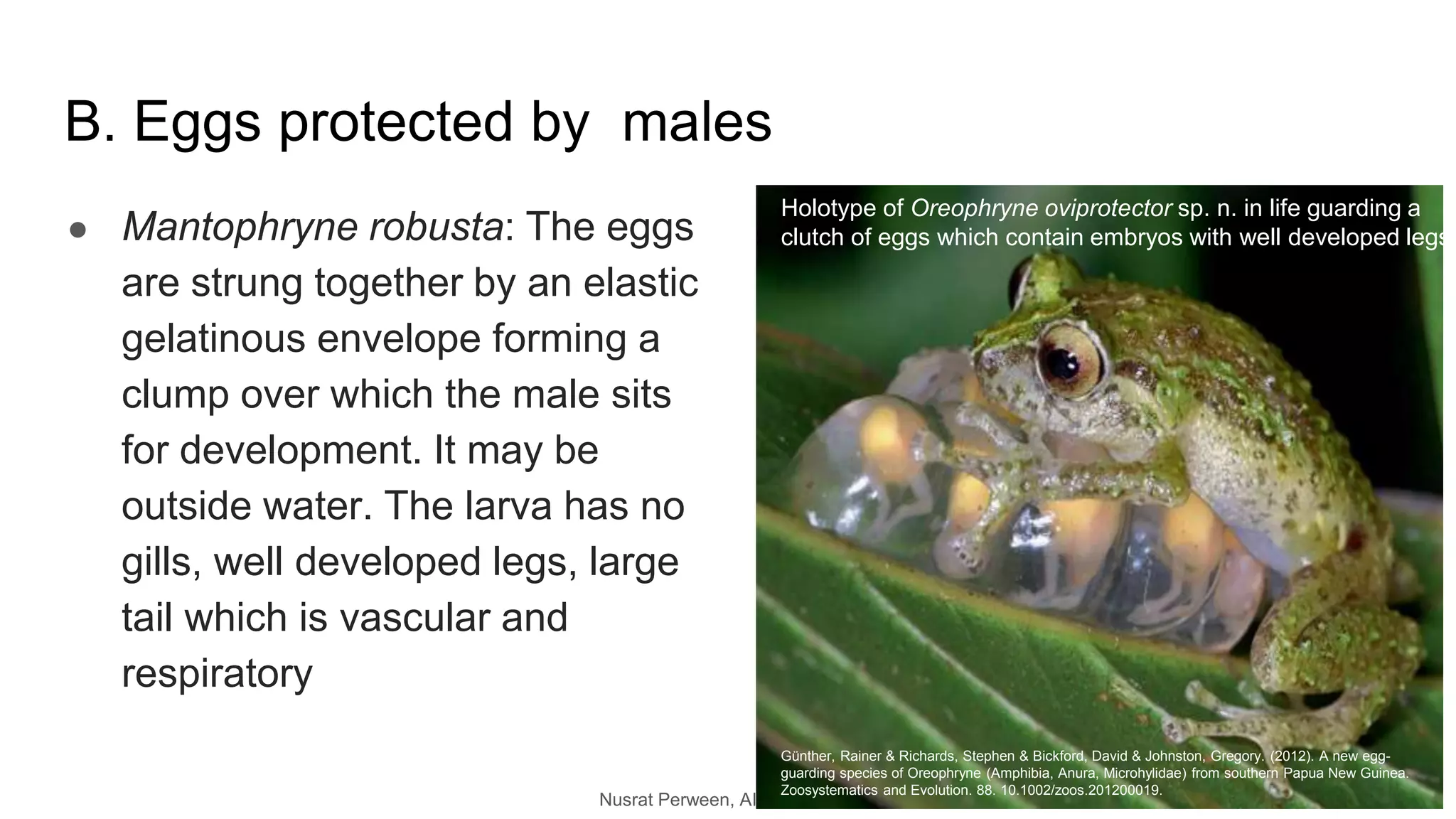 Parental care in amphibia | PPTX