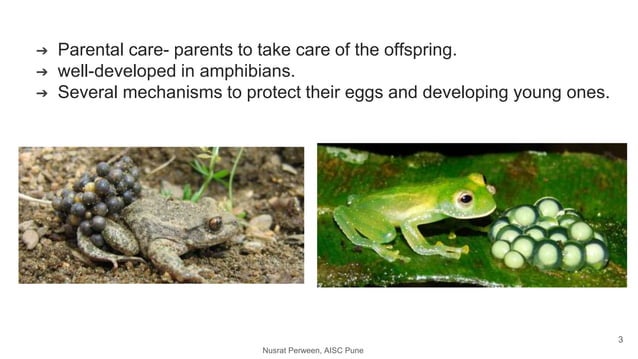 Parental care in amphibia | PPTX | Parenting Babies and Toddlers ...