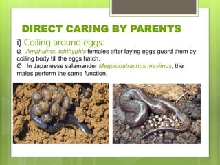 Parental care in amphibia | PPTX