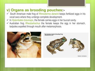 Parental care in amphibia | PPTX