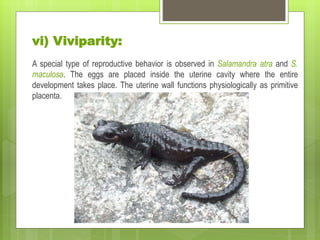 Parental care in amphibia | PPTX
