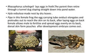 Parental care in amphibia | PPTX