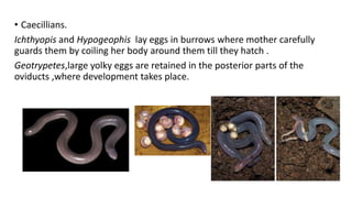 Parental care in amphibia | PPTX