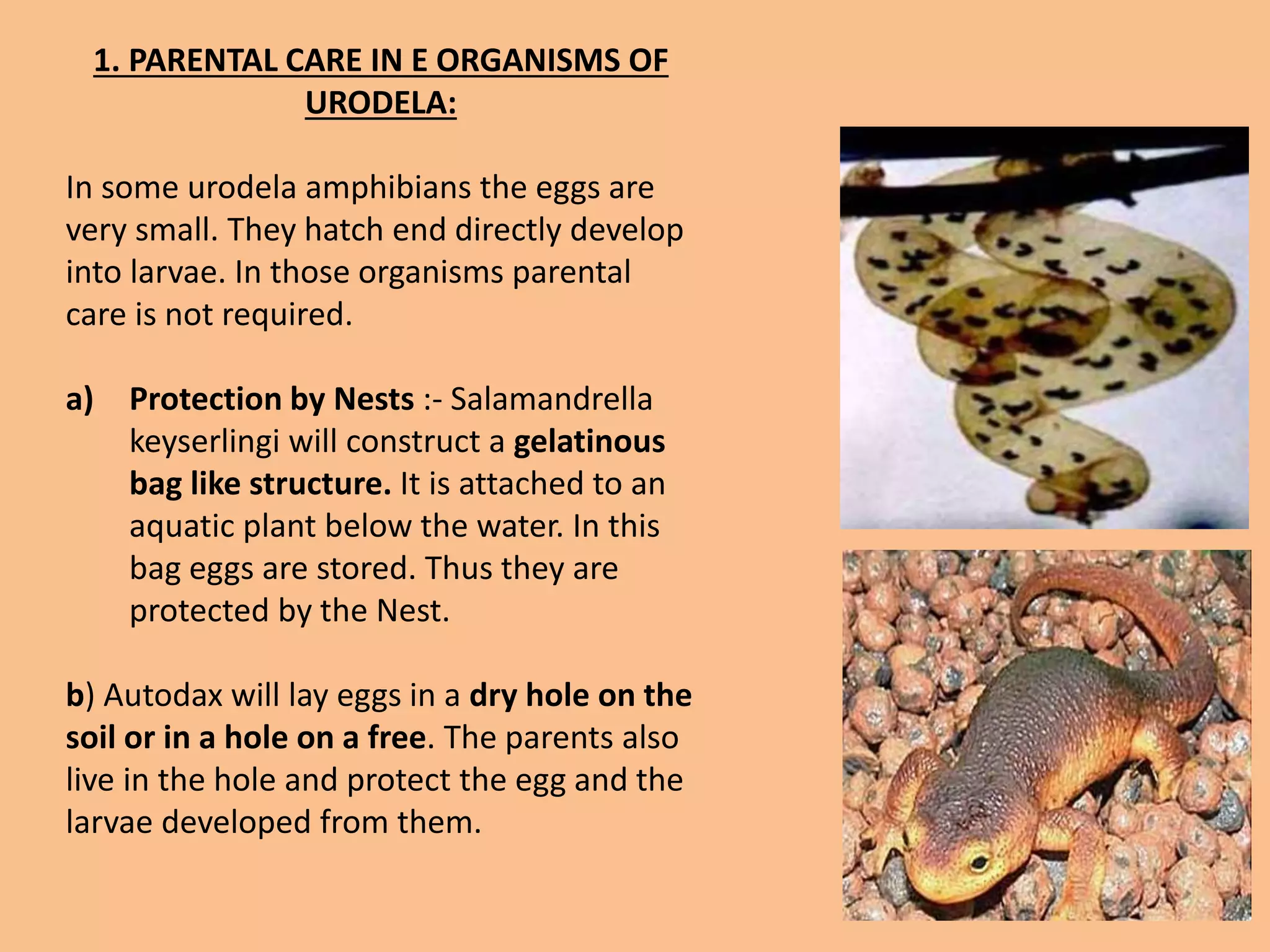 Parental care in amphibian | PPTX