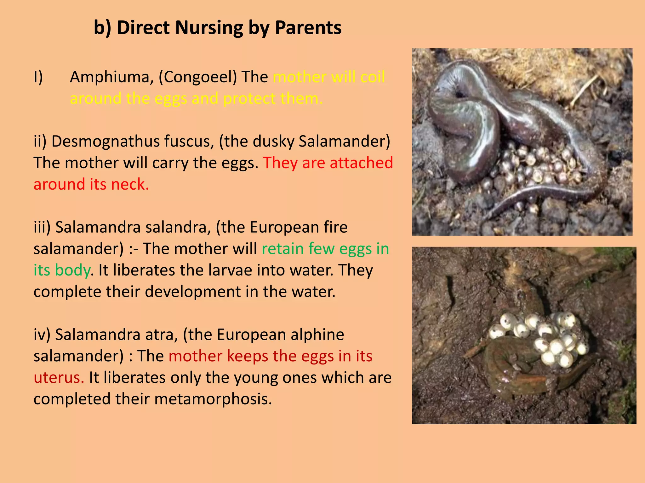 Parental care in amphibian | PPTX