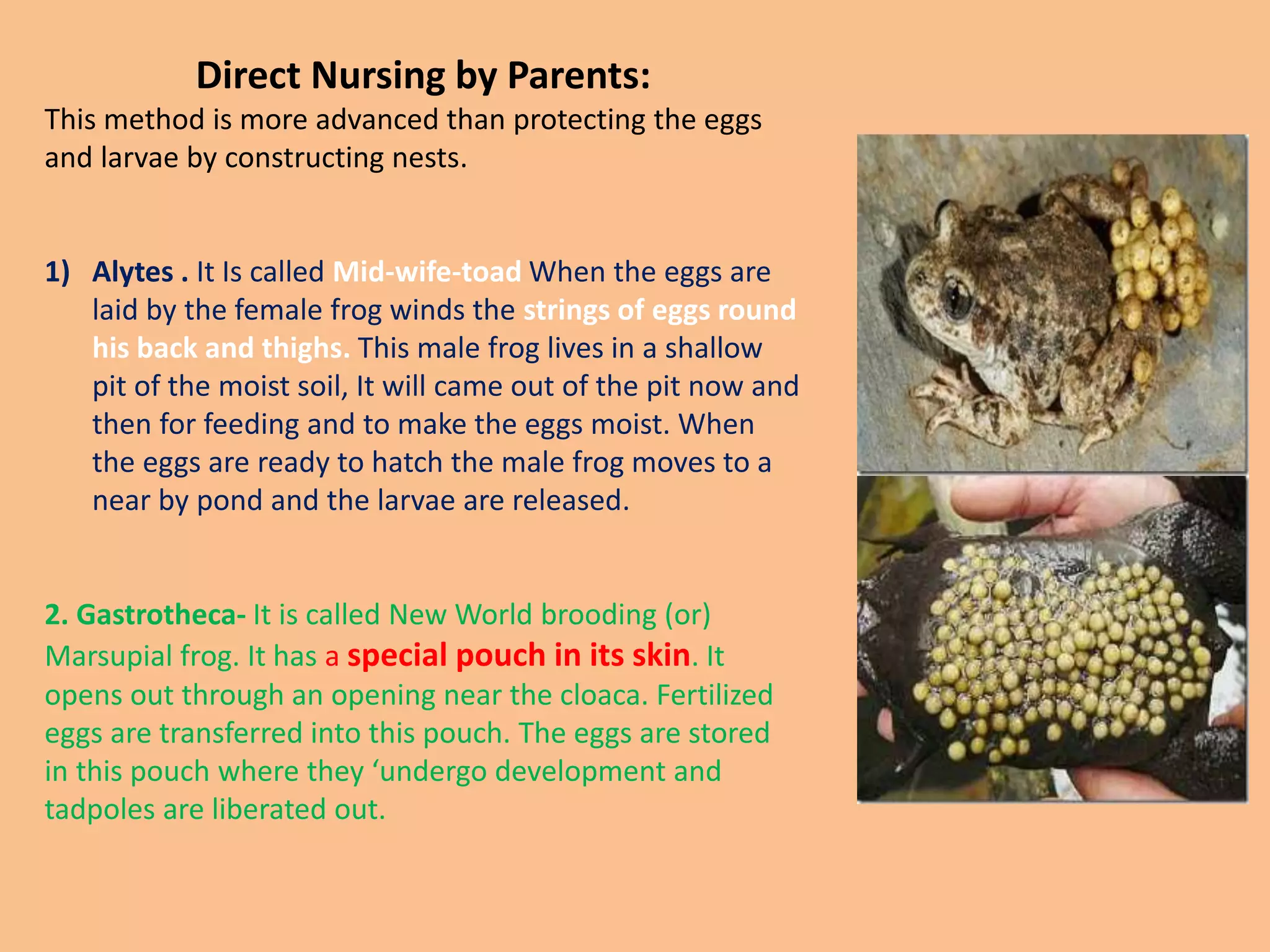 Parental care in amphibian | PPTX