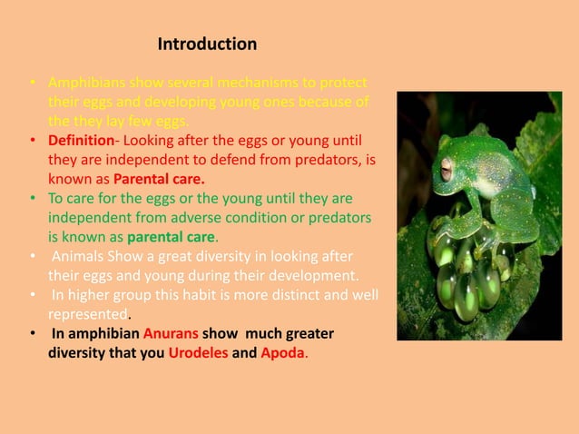 Parental care in amphibian | PPTX | Reptiles | Pets