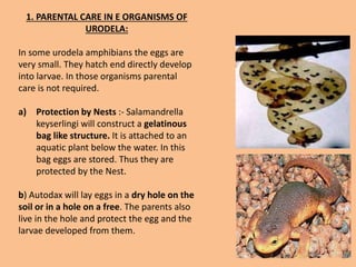 Parental care in amphibian | PPTX