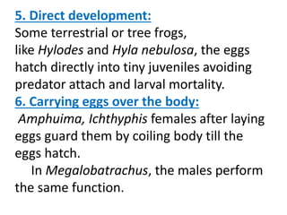 Parental care in amphibians | PPTX