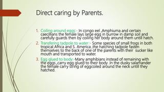 Parental care in amphibians | PPT